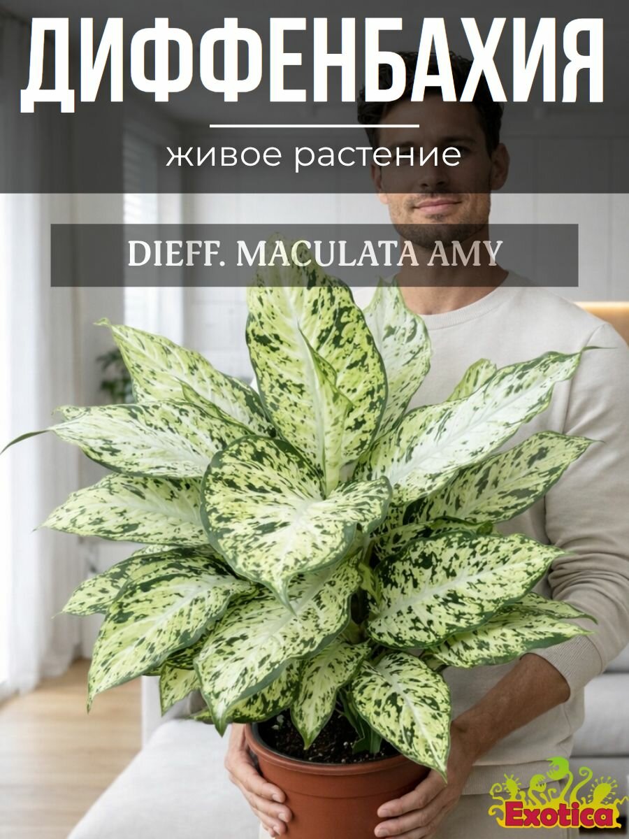 Диффенбахия Макулата Ами (Dieffenbachia Maculata Amy) D6см, комнатный цветок
