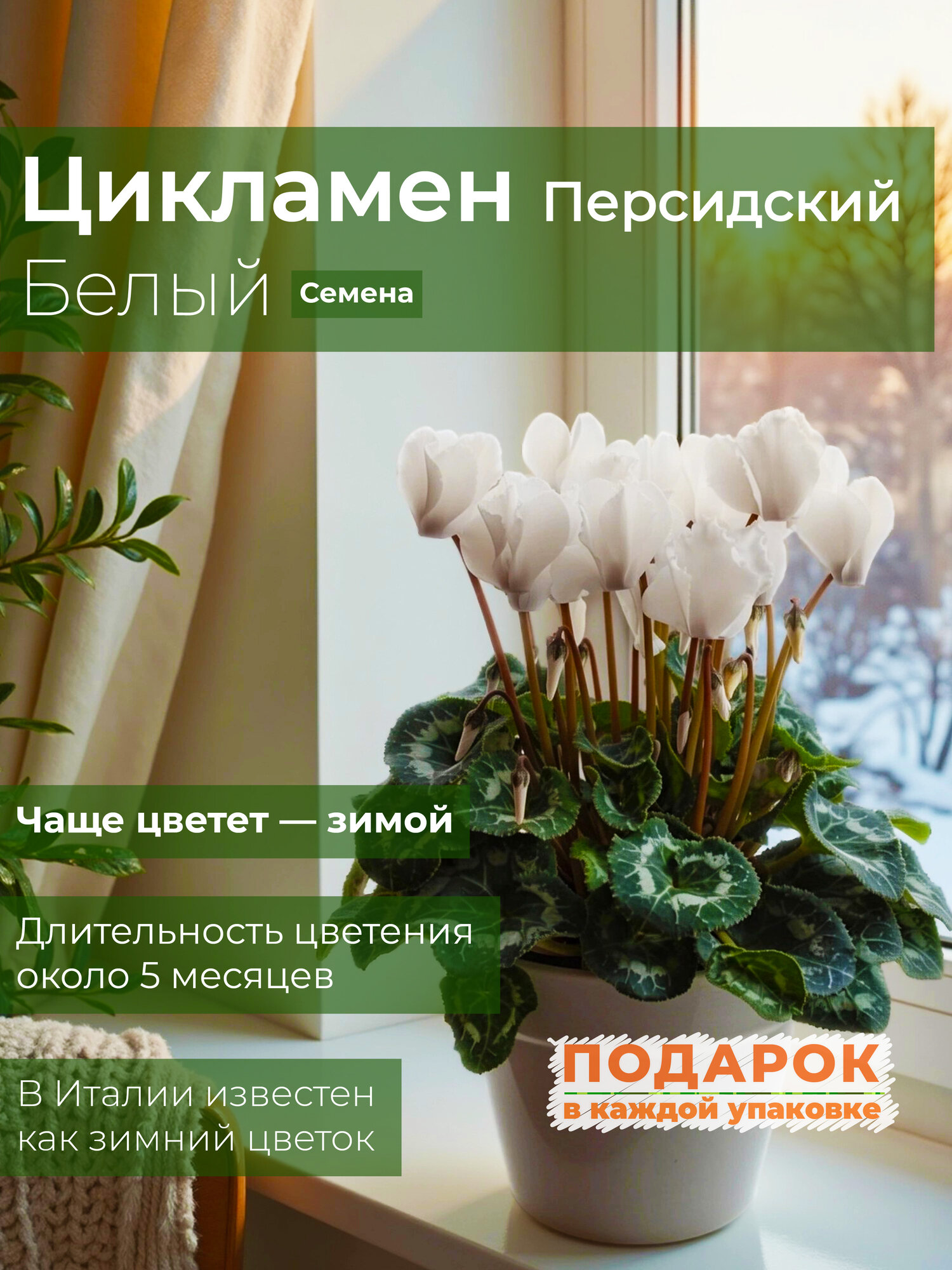 Цикламен персидский Белый, Семена, 5 шт, семена комнатных растений, семена цветов