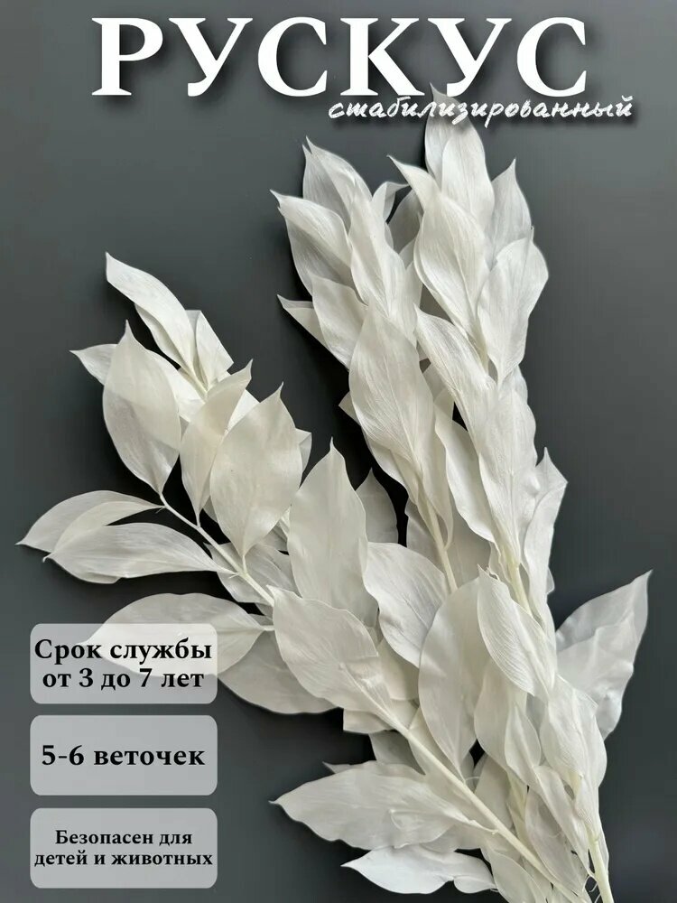Стабилизированные цветы Рускус, 60 см, 1 шт