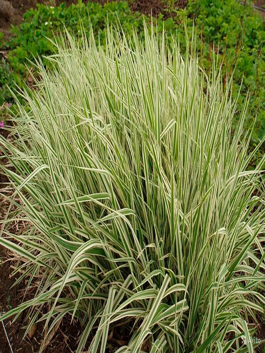 Бухарник Садовые Растения "Albovariegata", многолетник, 360 г, до 1 года