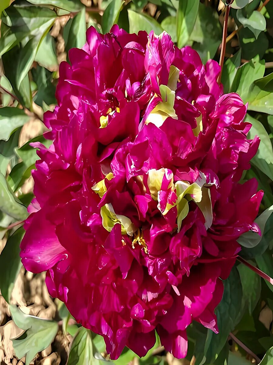 Пион Древовидный Fragrant Champion