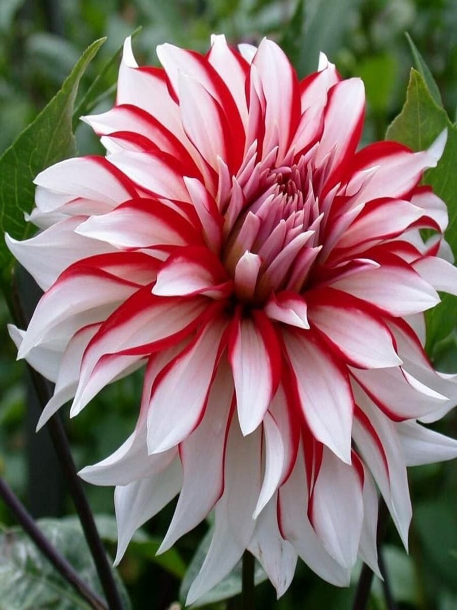 Георгина Holland Bulb Market "Долли Эйч", высота 45 см, многолетняя, 1шт