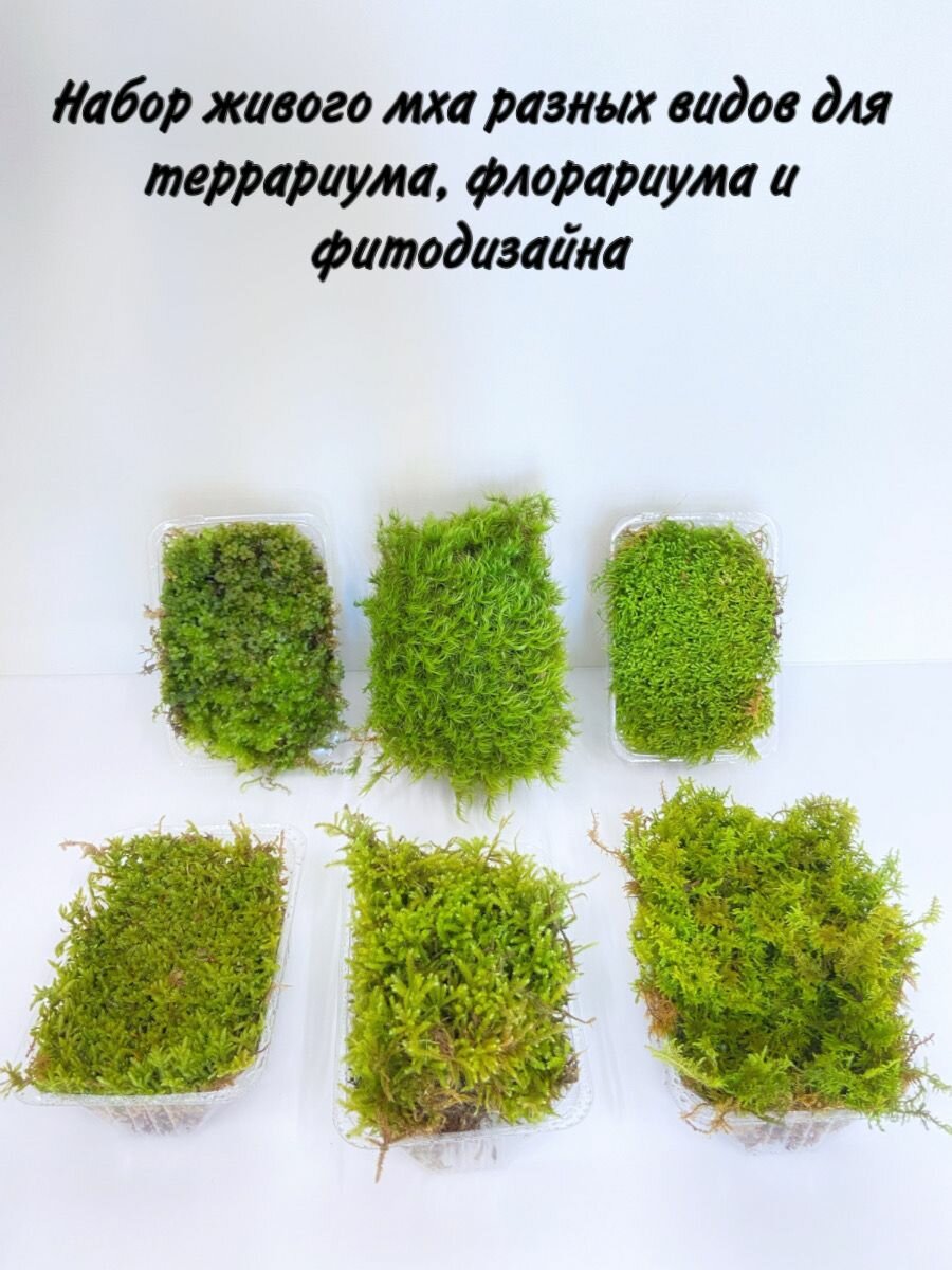Мох лесной набор