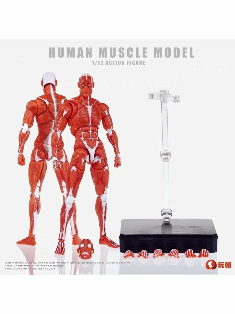 KEEPGOING 1/12 Human Muscle Model Подвижная статуя