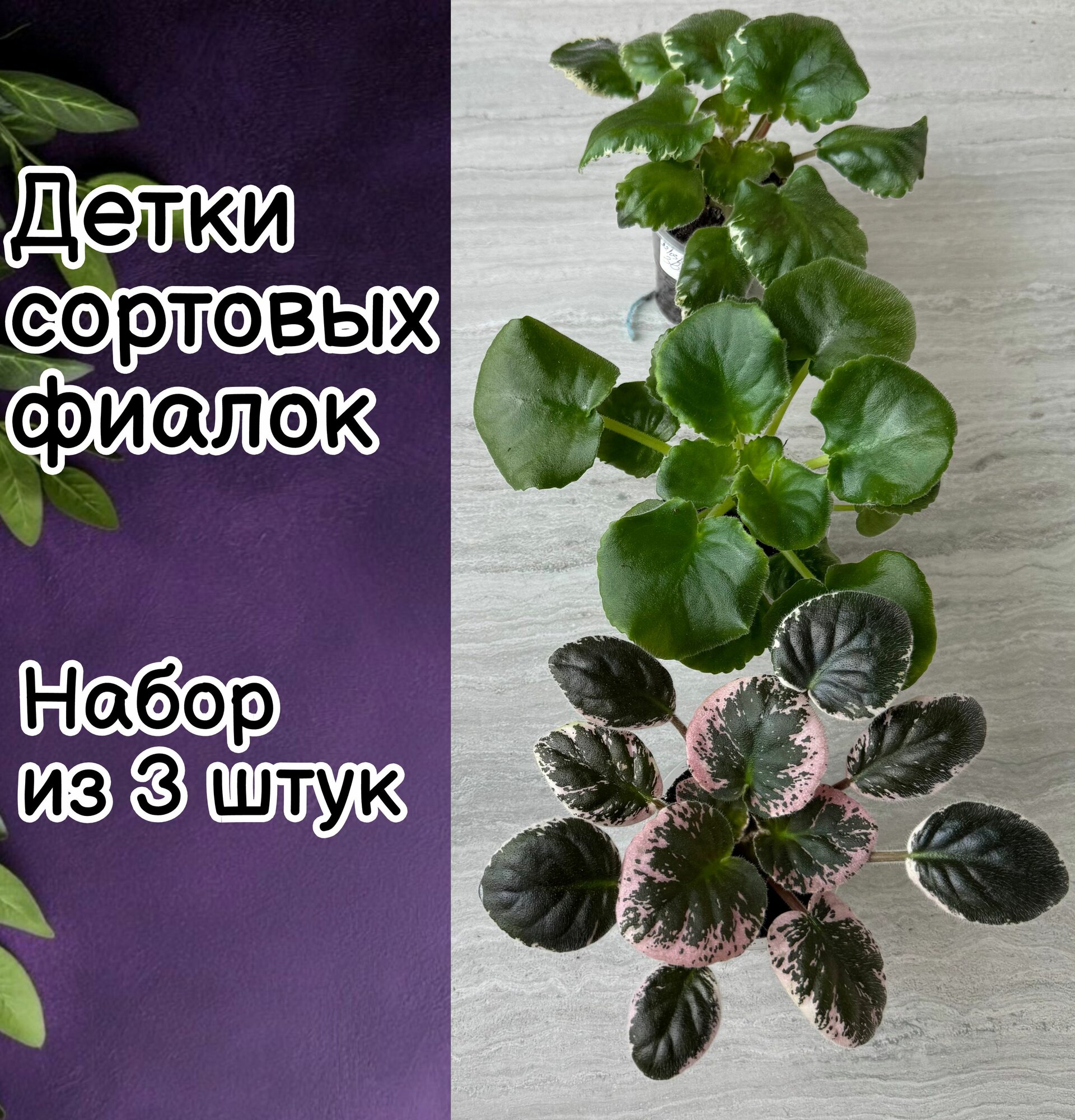 Фиалка комнатная живая, набор деток из 3 штук, разные сорта.