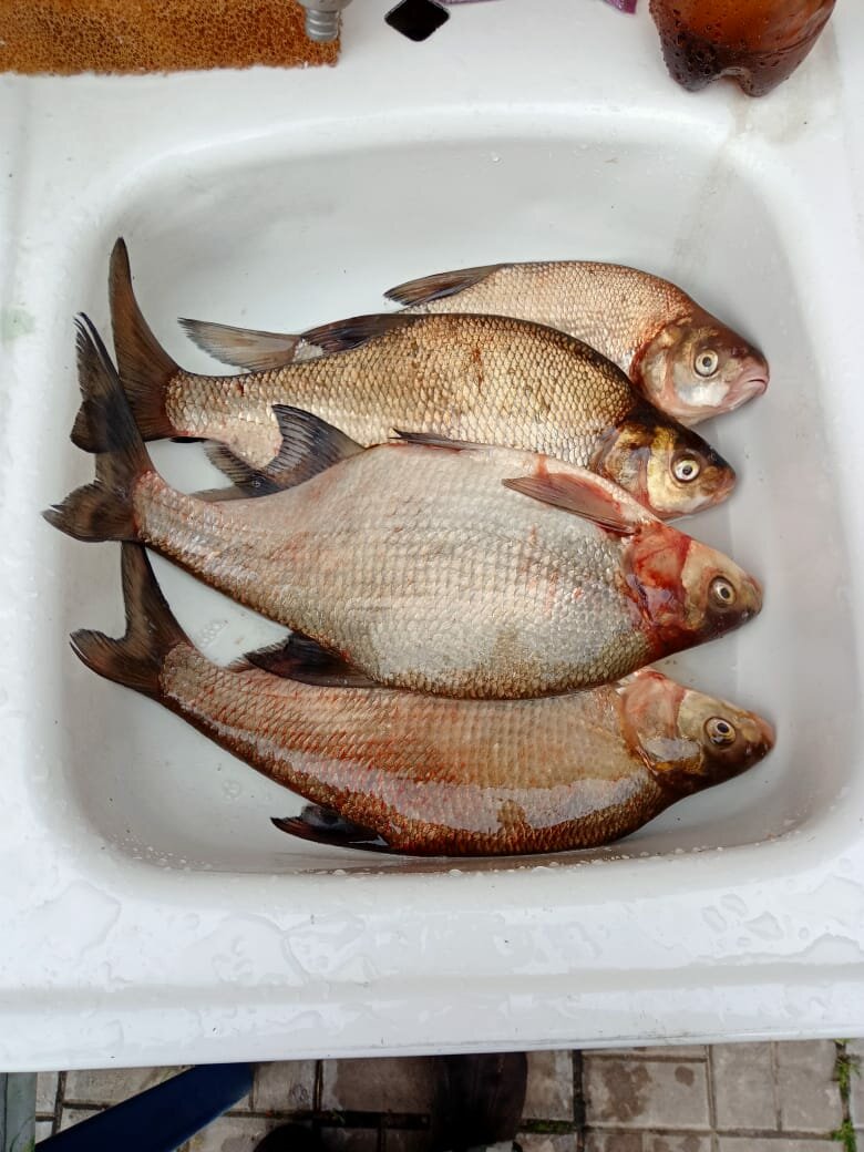 Снасть для ловли Леща. Идеальный подпуск+кормушка 200 грамм. Фидер с лодки.