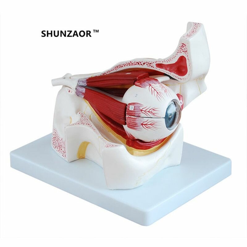 Увеличенная модель человеческого глаза