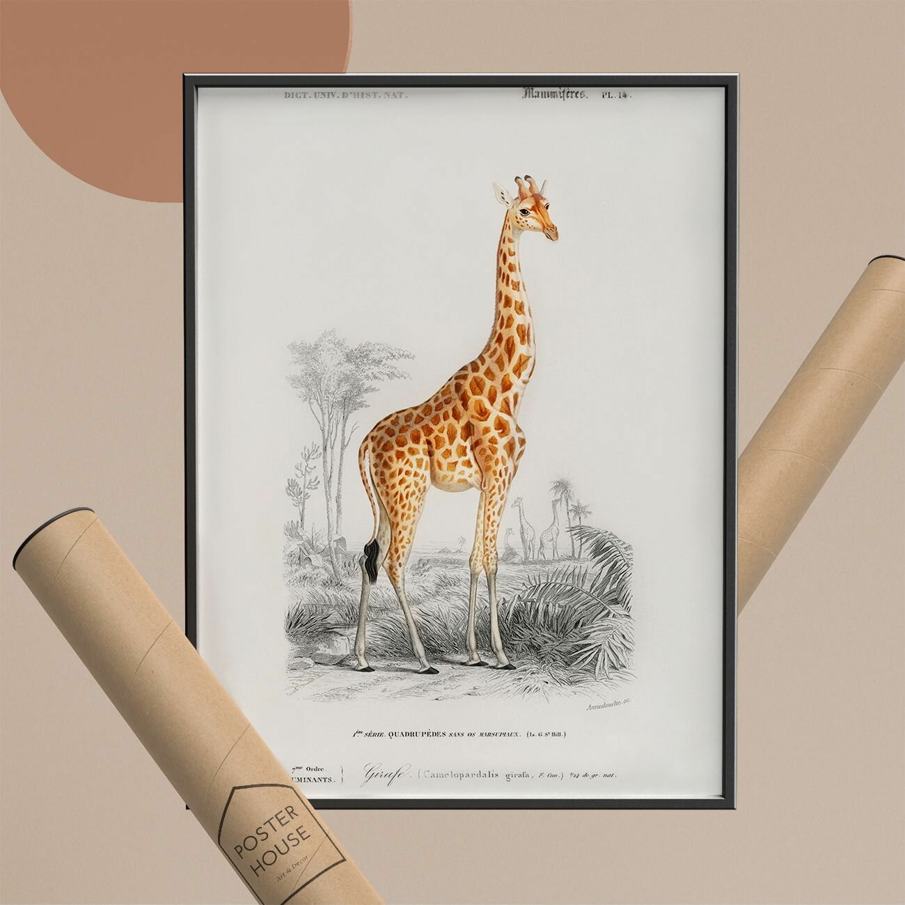 Постер Жираф Винтаж 40х50 см без рамы/ Эстетика/ Минималистичный эстетичный плакат для интерьера