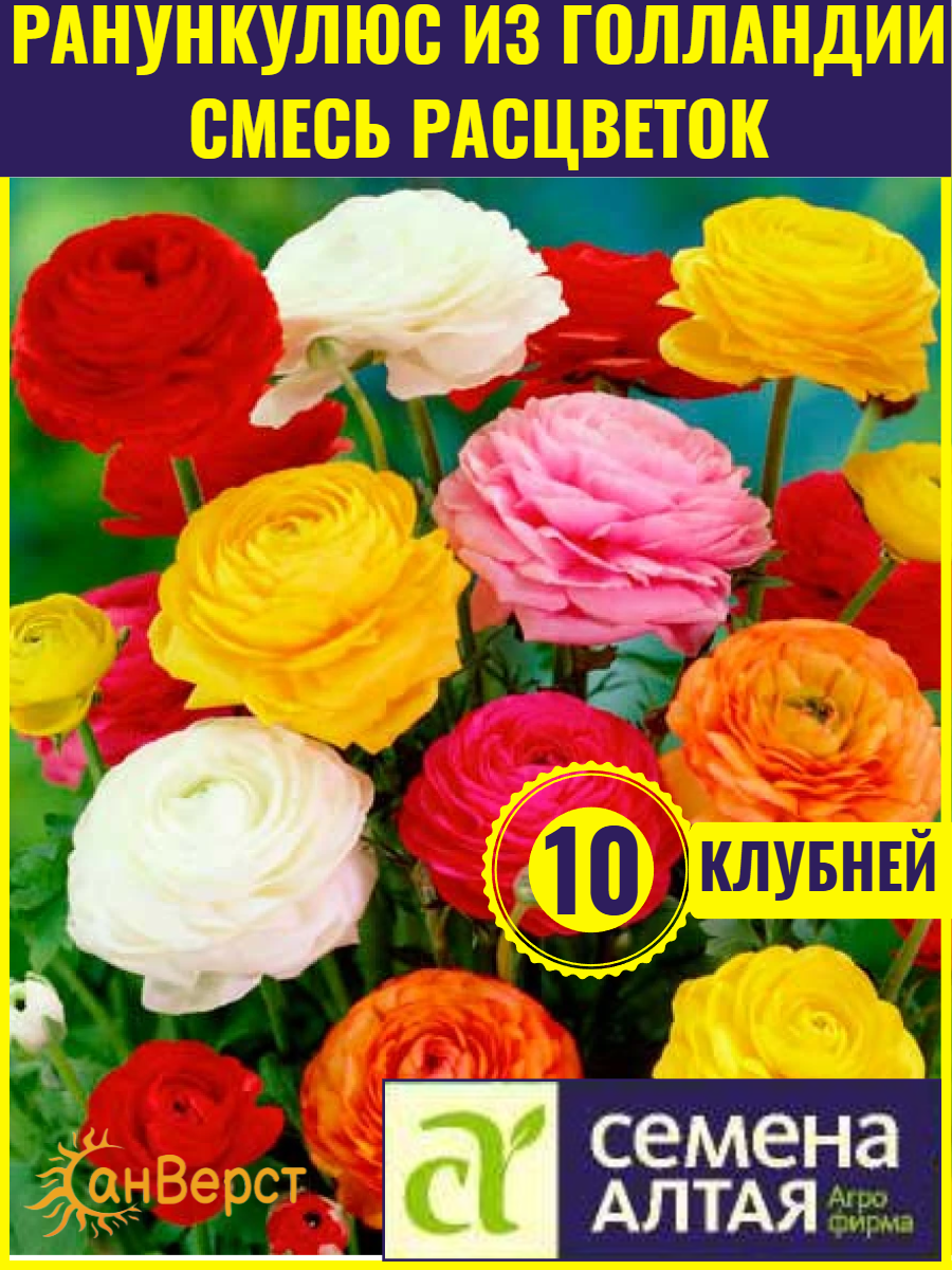 Ранункулюс луковицы многолетние из Голландии - 10 шт. Микс ярких цветов