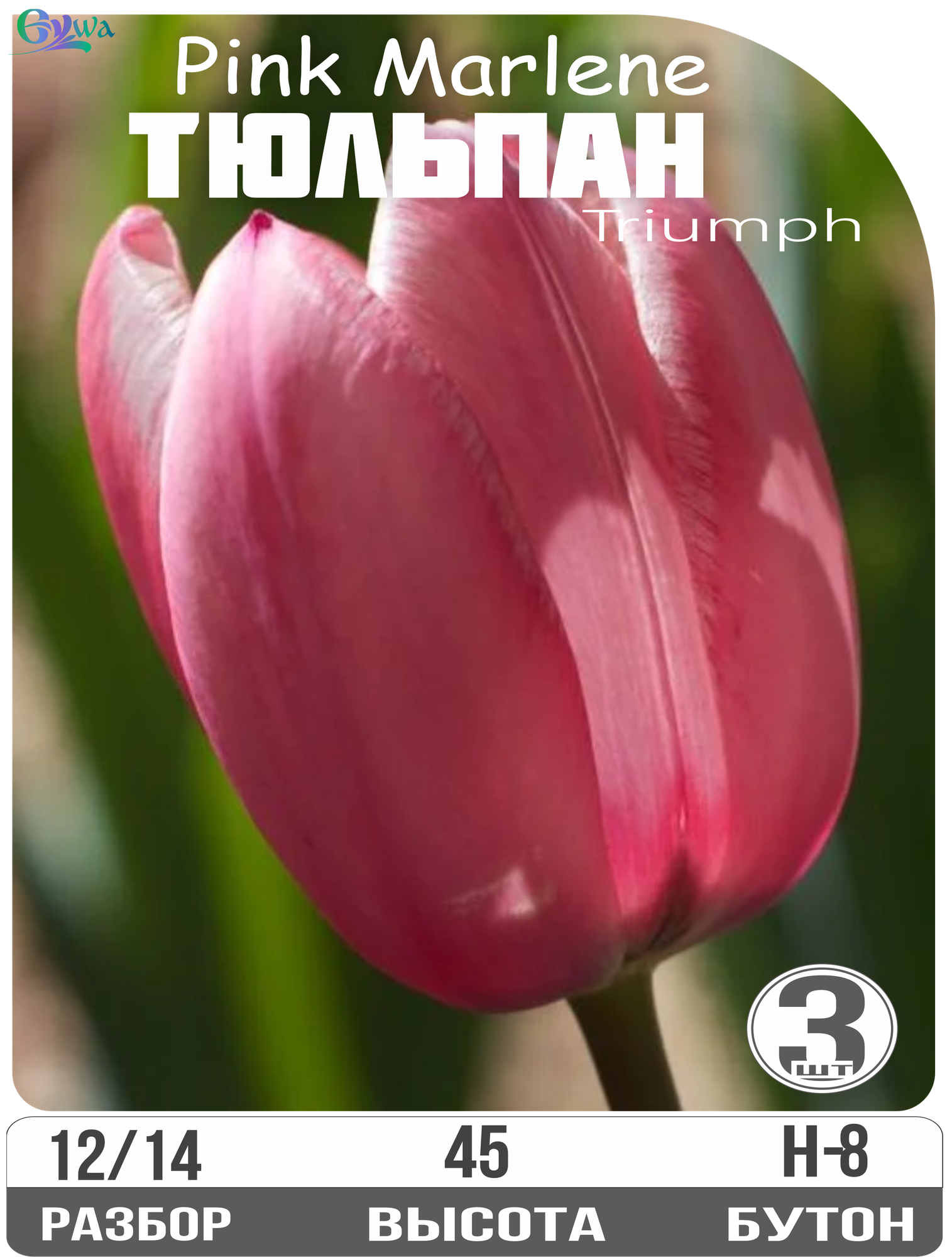 Тюльпаны "Пинк Марлен", 3 шт, разбор 12-14, высота до 45см, темно-розовый, Eywa