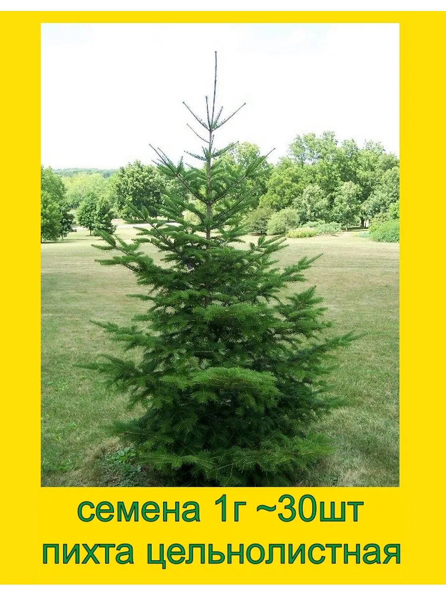 Семена Пихта Цельнолистная 1г ~30шт