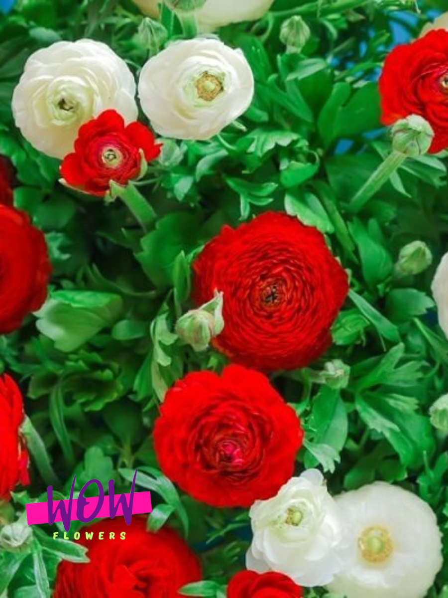 Лютик Садовый ( Ранункулюс )Красный и Белый Микс 10 шт