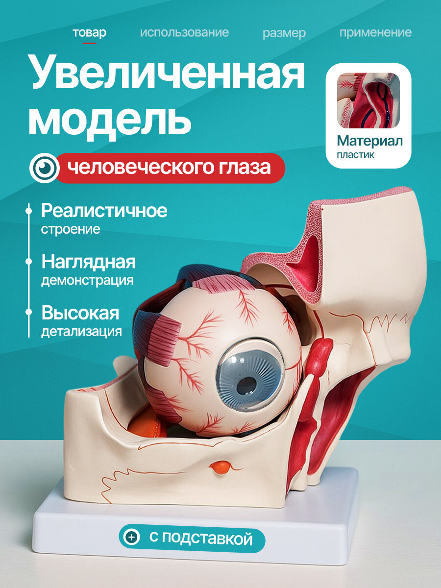 Анатомическая модель глаза Corpo De Oculus, пластик, 215x170x190 мм, 1 шт