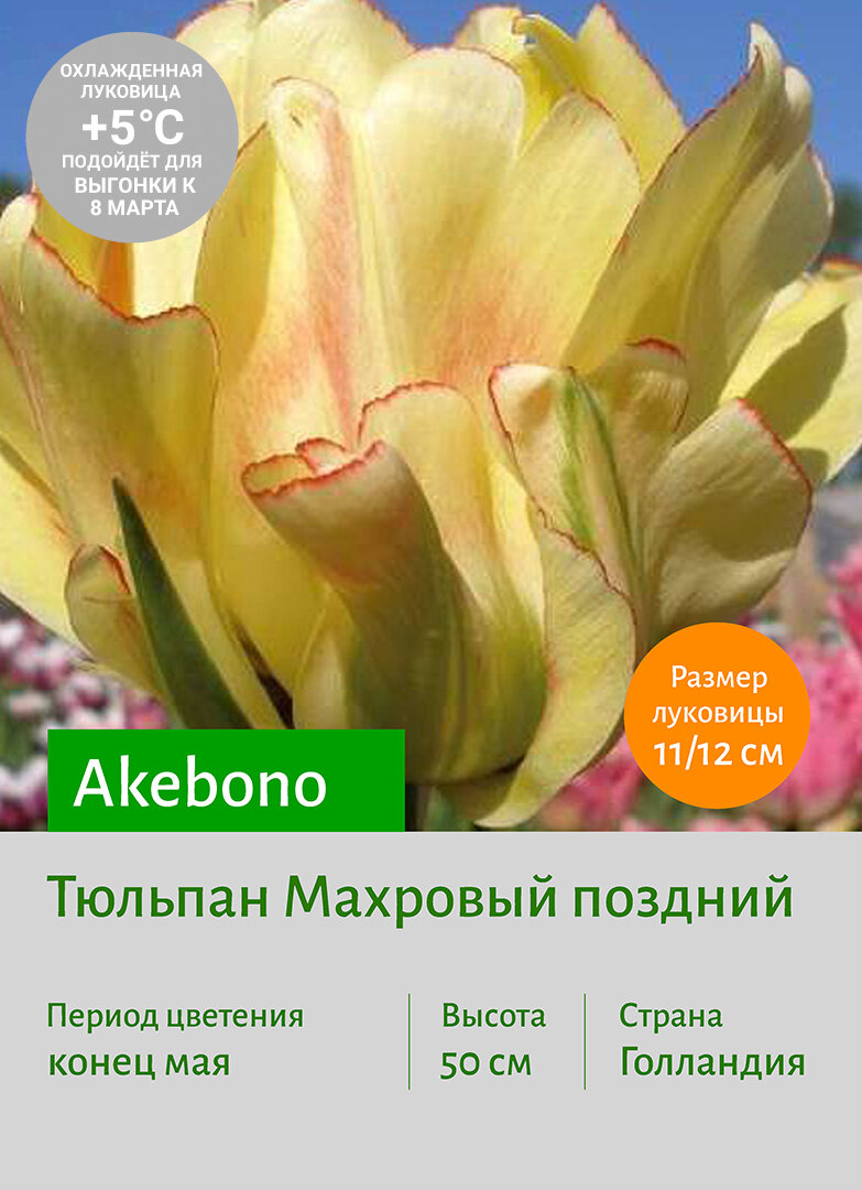 Тюльпан Акенобо (Akebono) махровый поздний луковицы 20 шт сотка