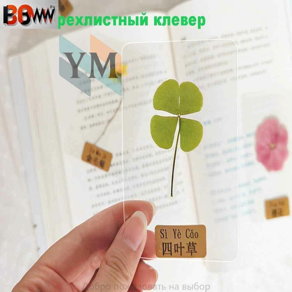 Добро пожаловать на выборНастоящий четырехлистный клевер, амулет, приносит удачу, отгоняет невезение и сохраняет его сухим и постоянным.