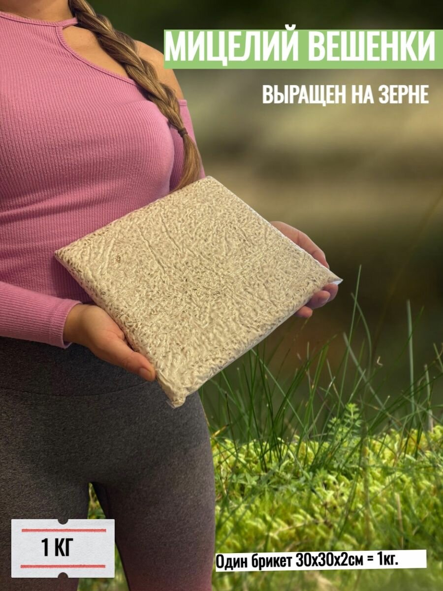 Мицелий вешенки зерновой (штамм ао) - 1 кг