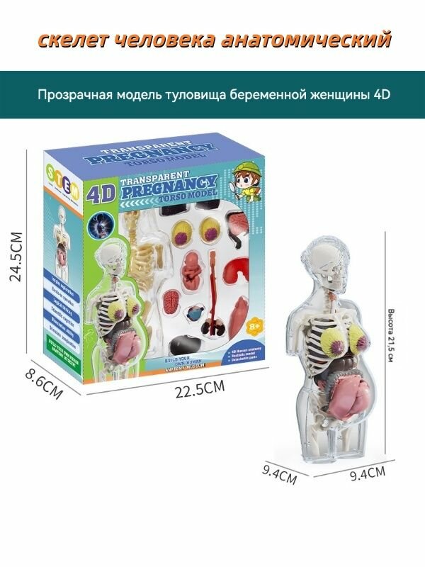 Скелет человека анатомический-Съемный набор моделей анатомии человека, материал ПВХ, может быть изготовлен своими руками