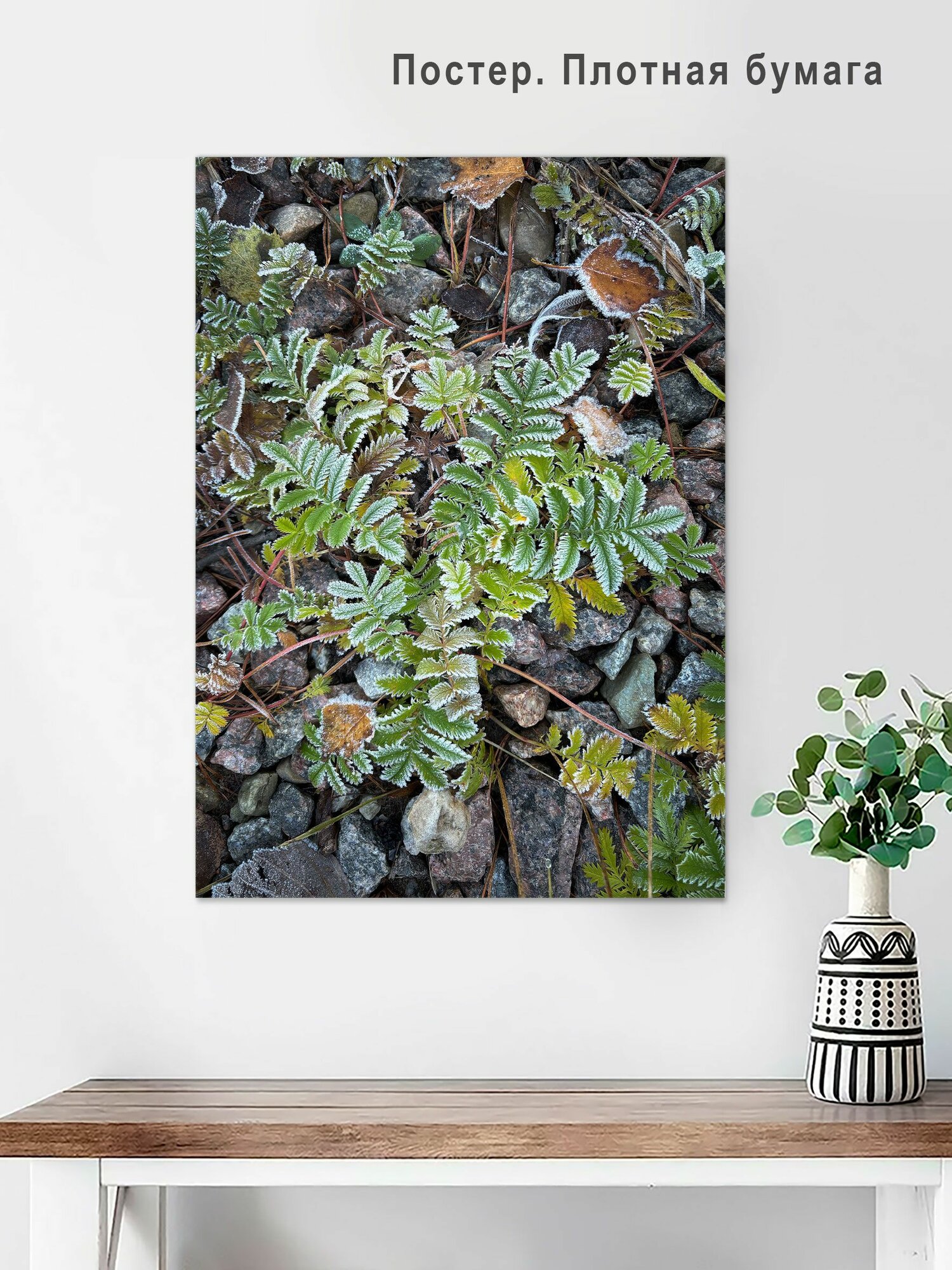 Плакат, постер Иней на листьях 50х70см