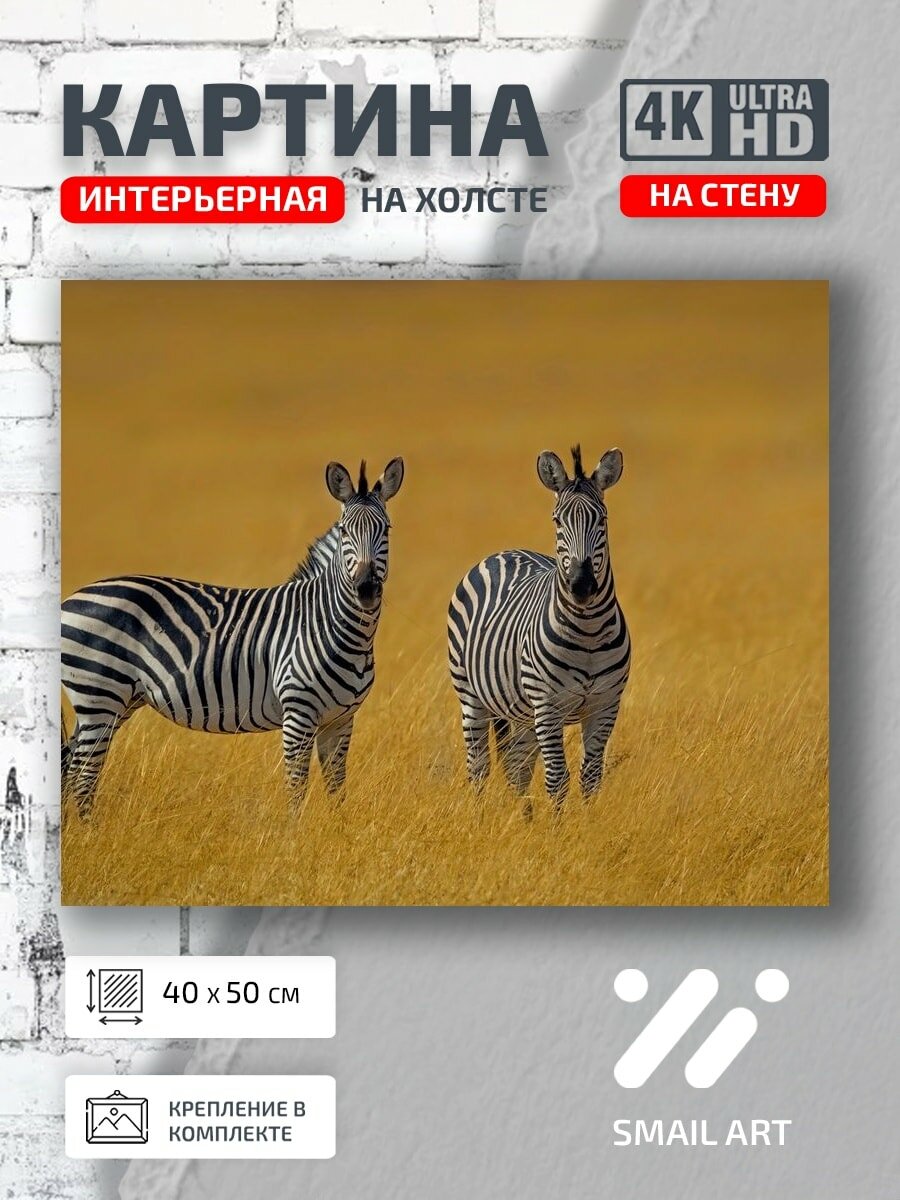 Картина на холсте интерьерная 40 на 50 на стену Животные Зебры для кабинета атмосфера