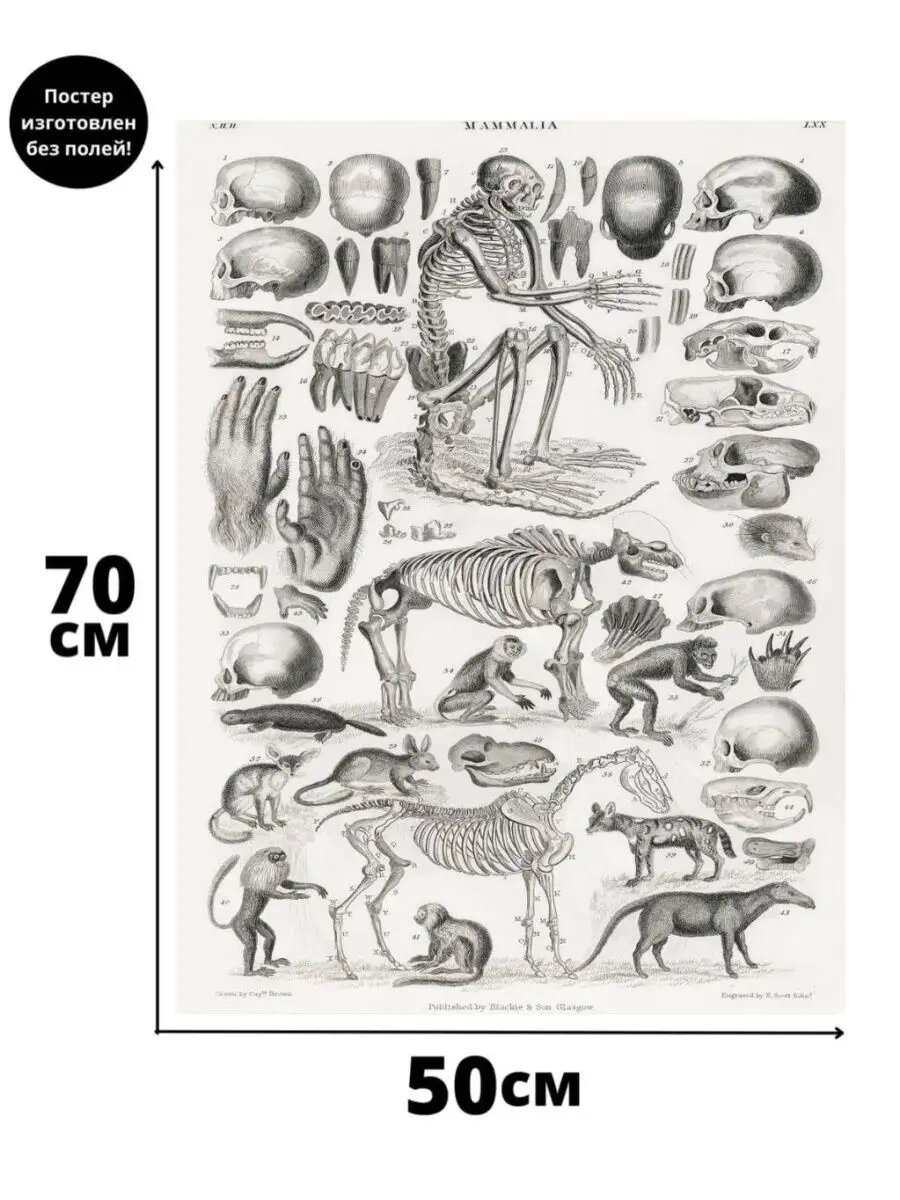 Постер скелет анатомия человек