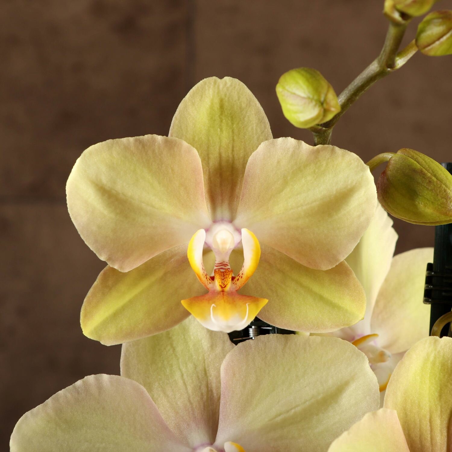 Орхидея Фаленопсис Спаркс 2 ст