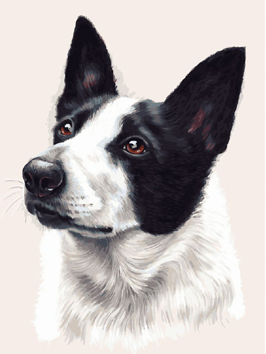 Картина по номерам Белоснежка "Бордер-колли" / Раскраска / Холст на подрамнике 30х40 см. / Животные / Питомцы / Собака