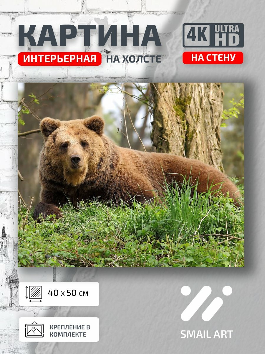Картина на холсте интерьерная 40 на 50 на стену Медведь Animal для кабинета animal style