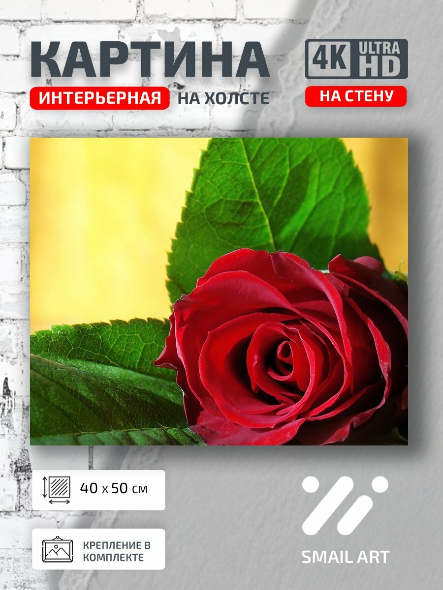 Картина на холсте интерьерная 40 на 50 на стену Роза Mood для офиса атмосфера интерьер