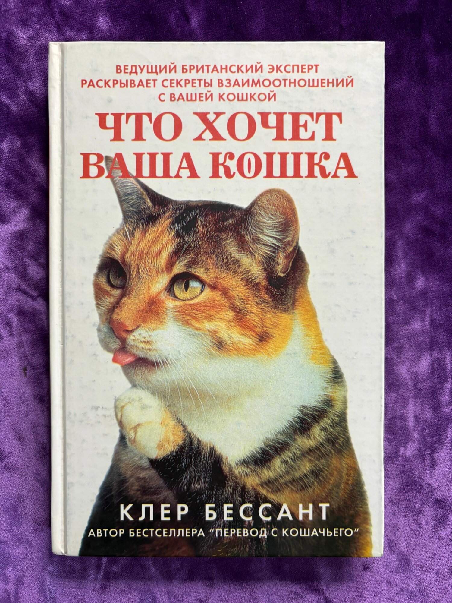 Что хочет ваша кошка. Научитесь понимать вашу кошку