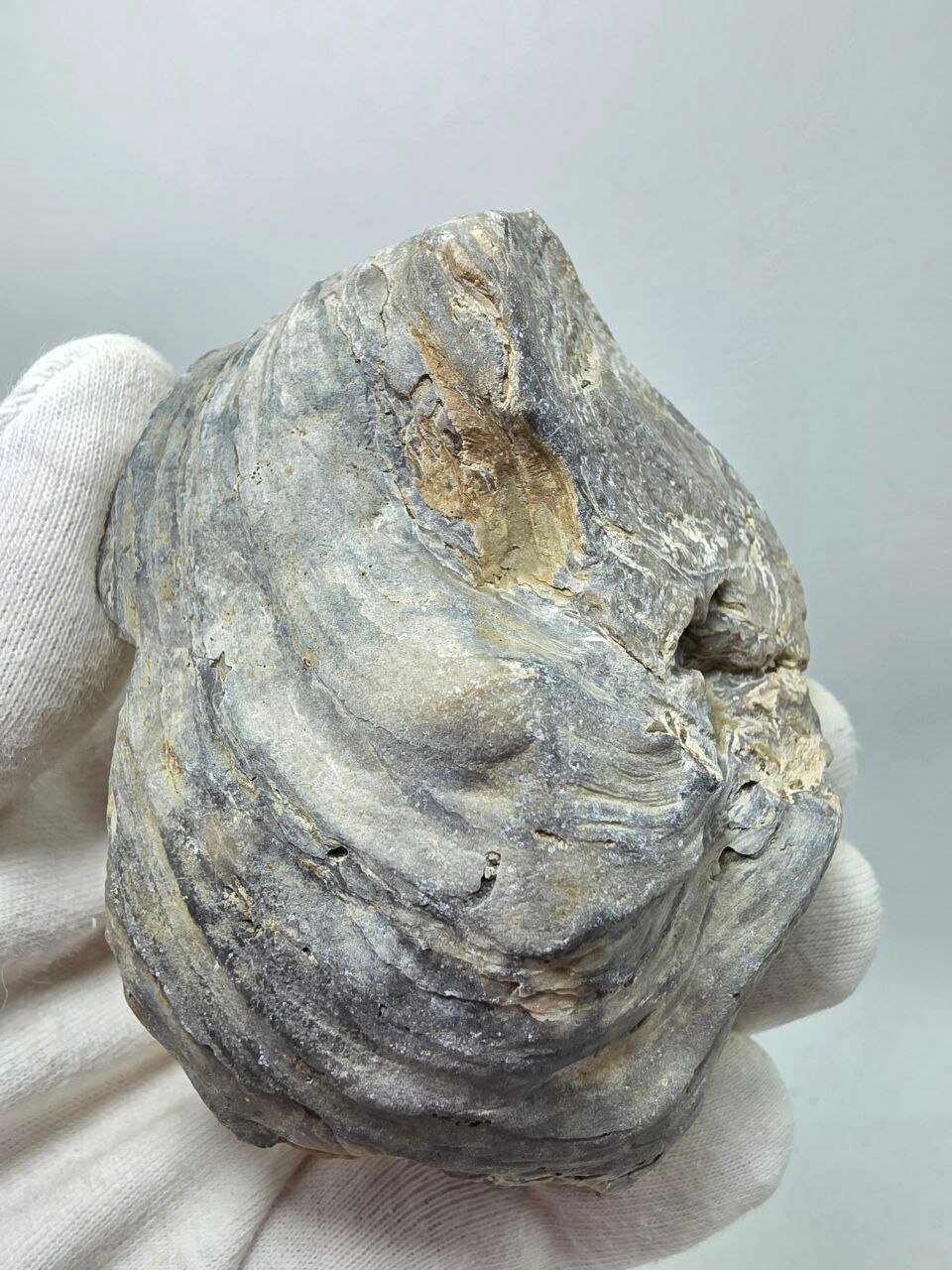 Окаменелая устрица Gryphaea, 93 мм, 228 г.