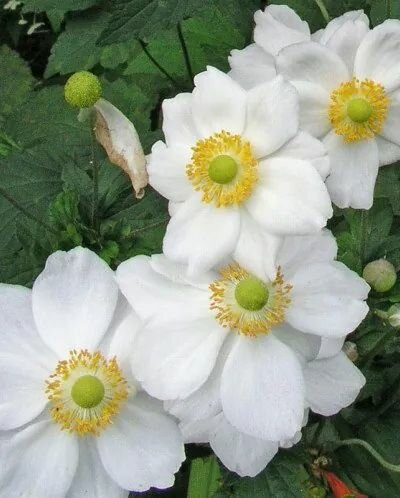 Анемона (Ветреница) японская Андреа Аткинсон