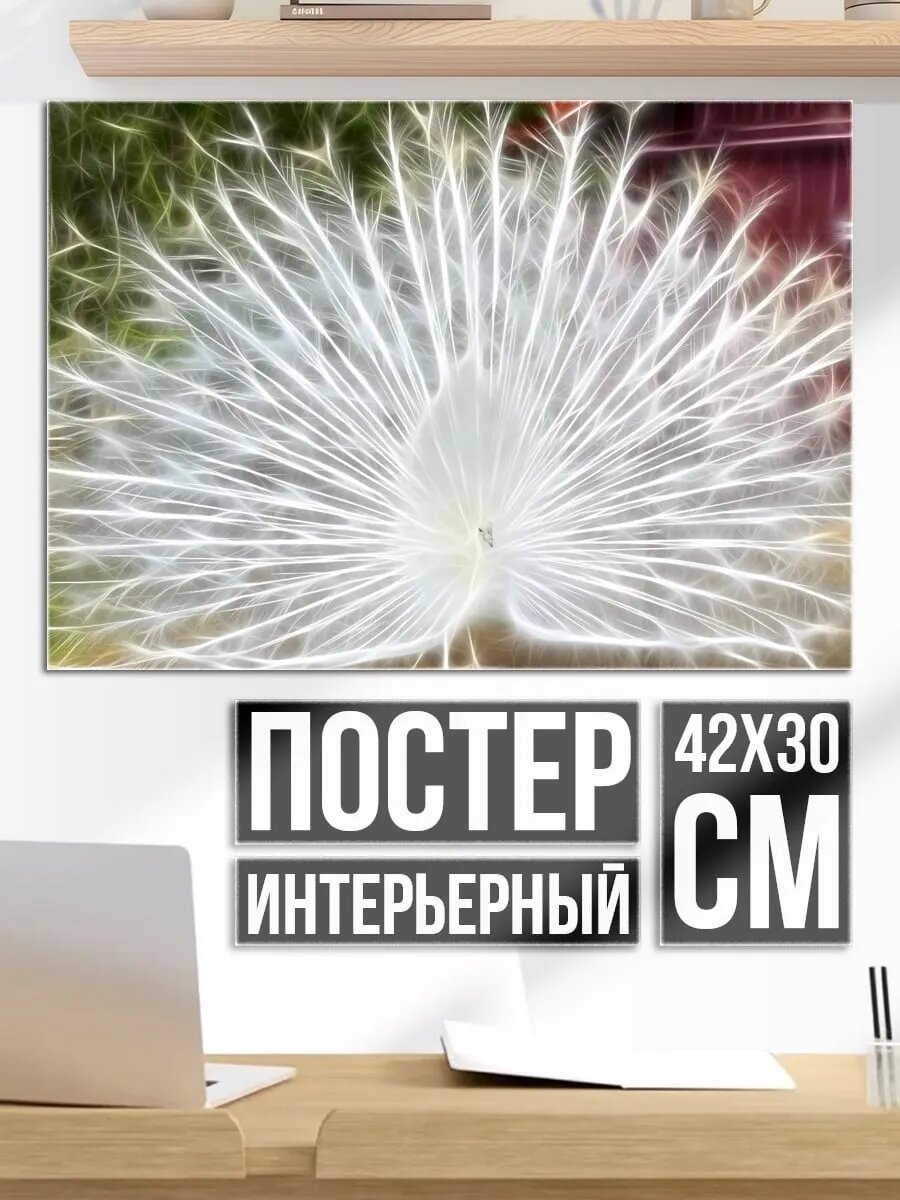 Плакат постер Белый павлин