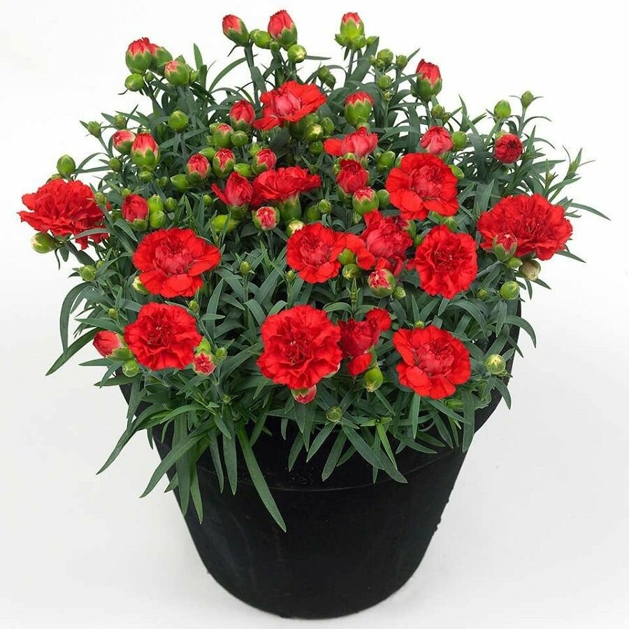 Гвоздика красная комнатная, семена