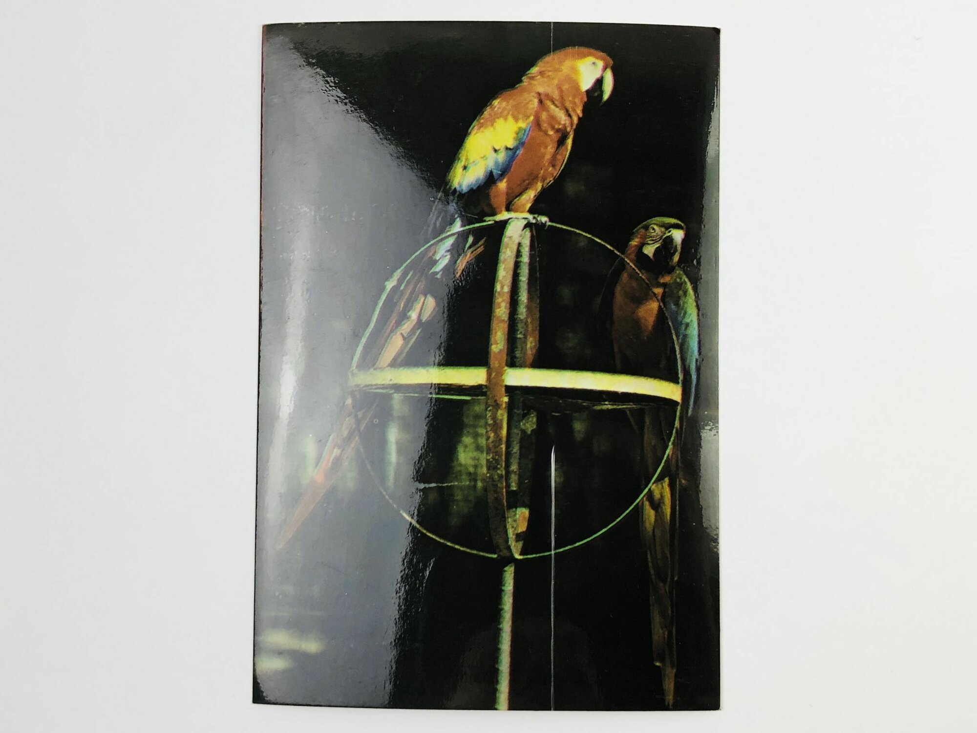 Красный и желтый попугаи. Куба. Национальный зоопарк. Открытка