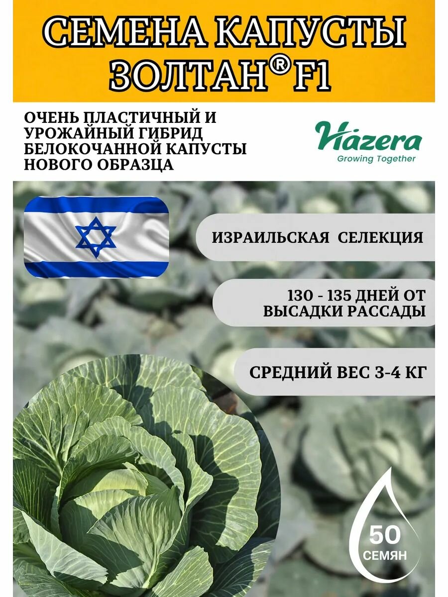Семена капусты белокочанной Hazera Золтан, F1, гибрид, 50 шт