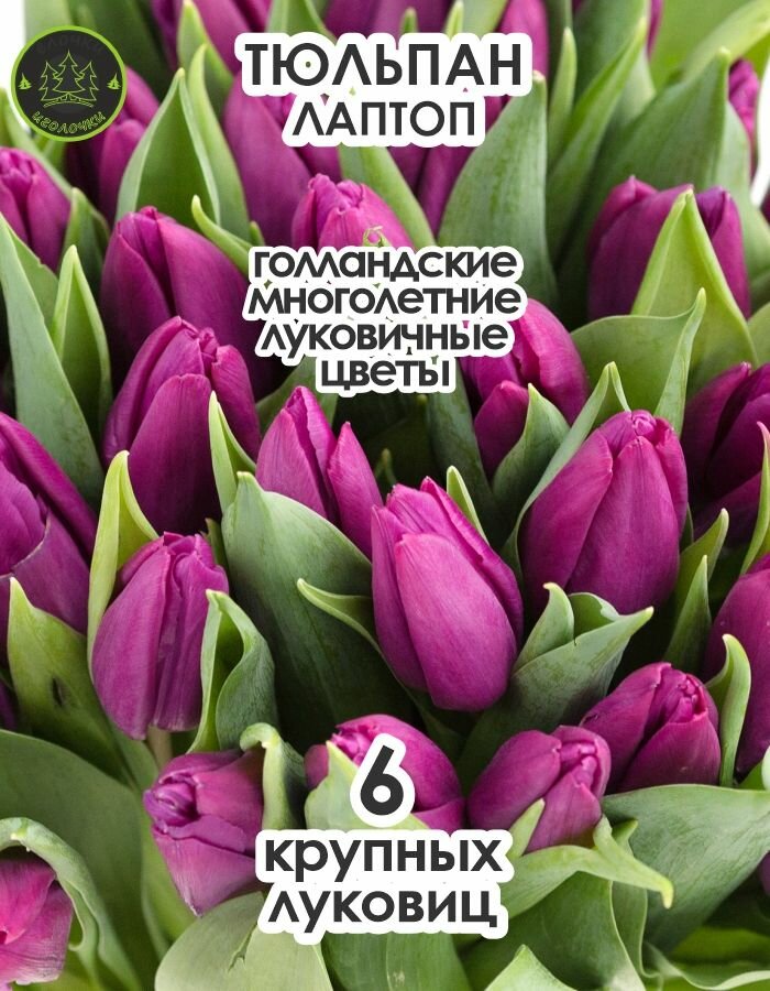 Тюльпан Луковица, Лаптоп, 6 шт