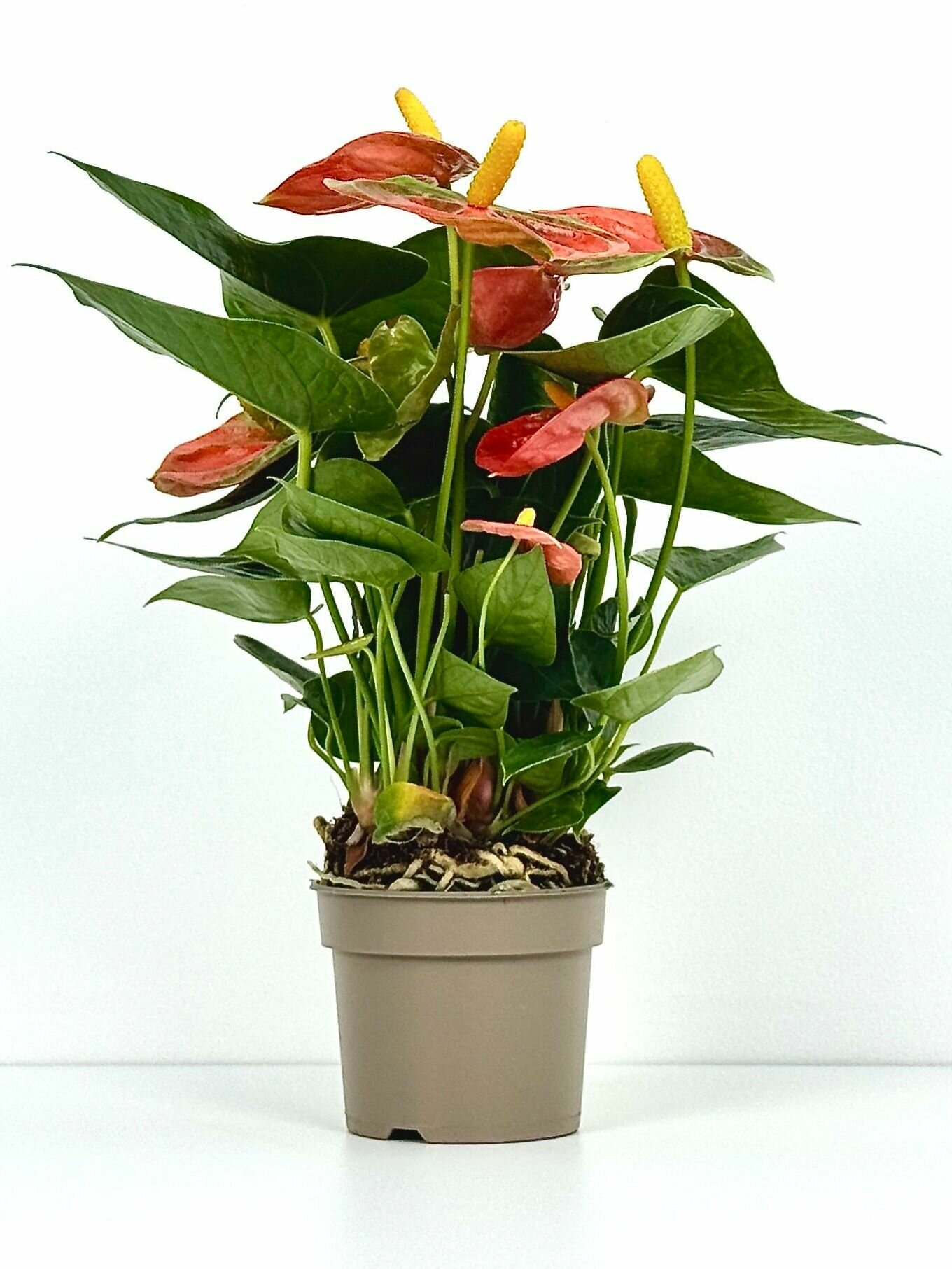 Живое растение Антуриум Красный в горшке D9 высота 30 см