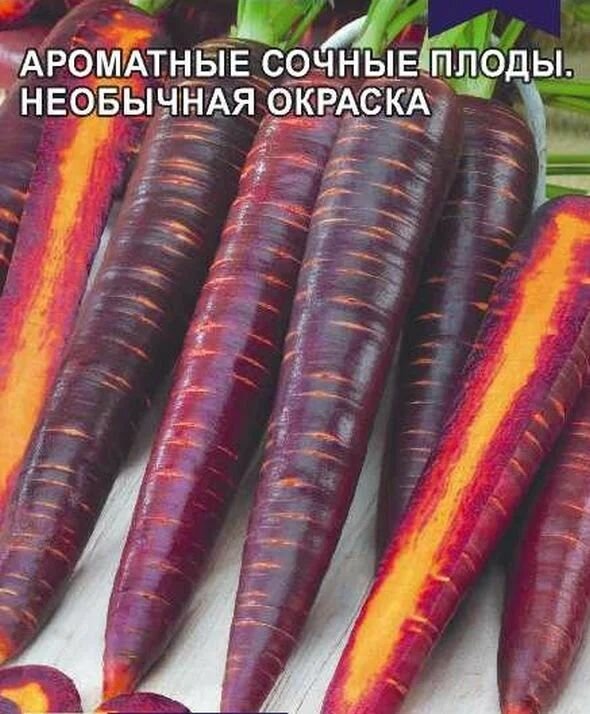 Коллекционные семена моркови Чурчхела Фиолетовая
