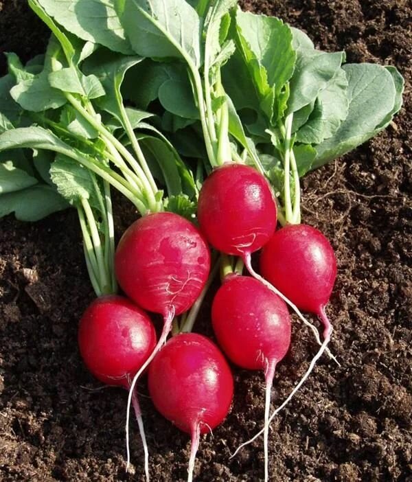 Коллекционные семена редиса Алекс