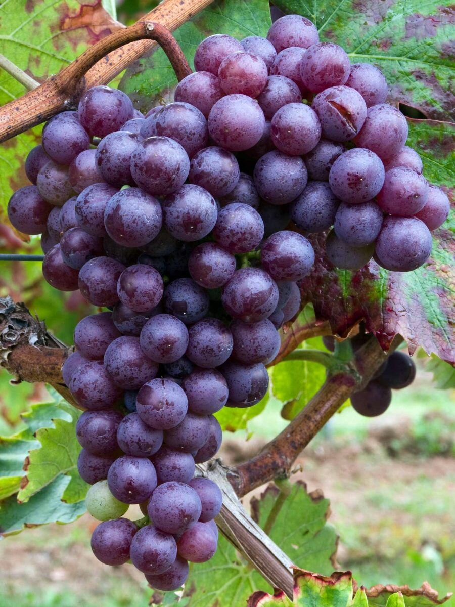 Виноград Мускат красный / 1 шт, сверхранний, столовый сорт, срок созревания 95–100 дней