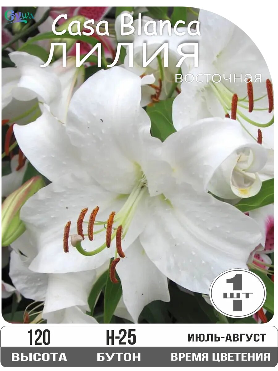 Лилия луковицы многолетние Каса Бланка, восточные, 1шт.