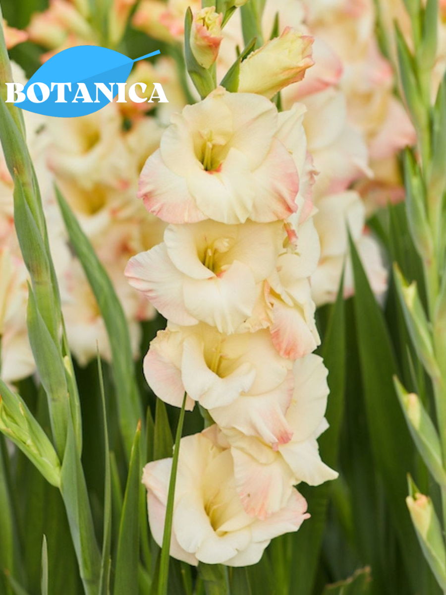 Луковицы цветов, botanica garden, Гладиолус Крем Перфекшн (3 штуки)