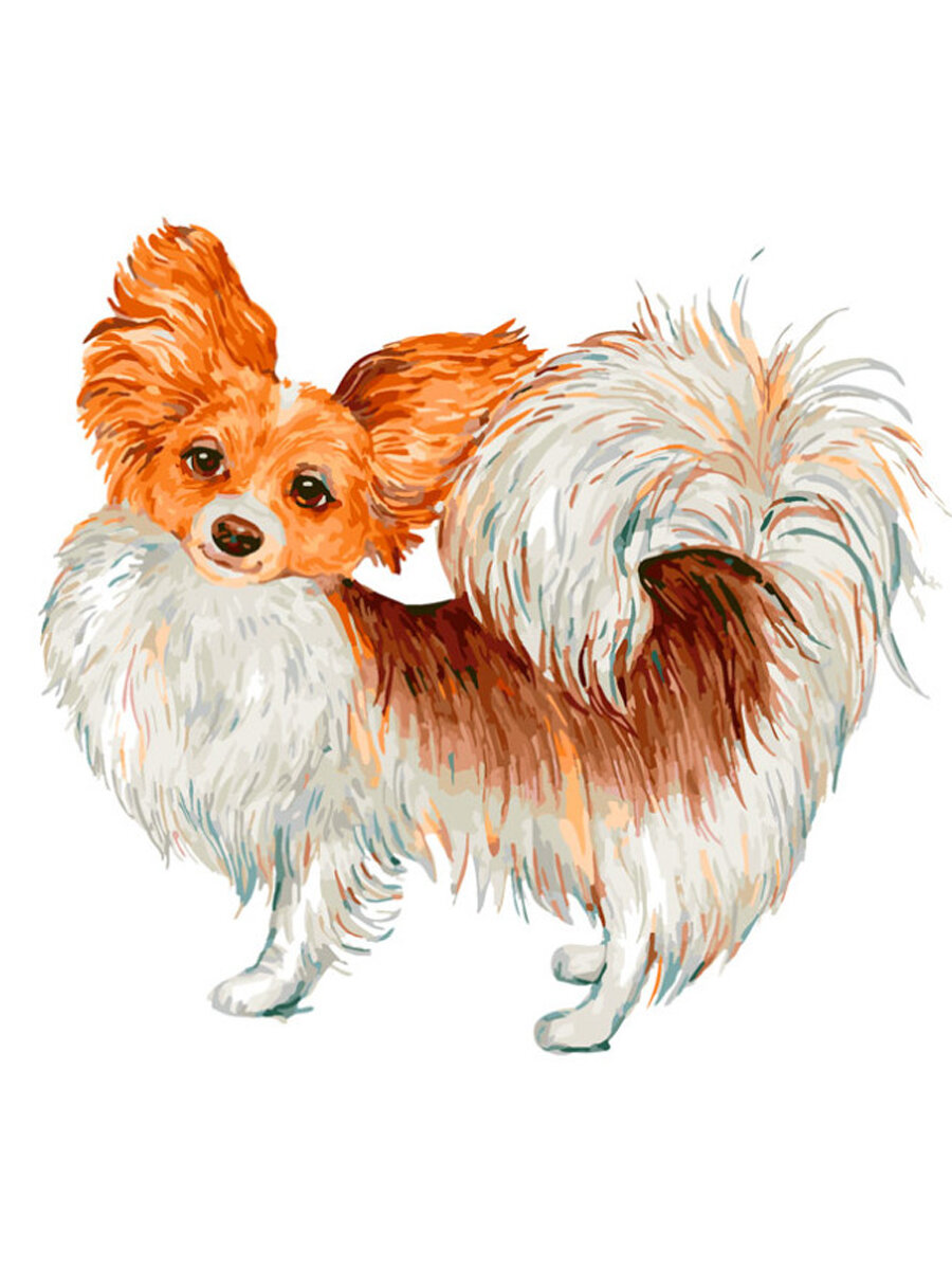 Картина по номерам Белоснежка "Собака-бабочка", Раскраска, Холст на подрамнике 30х40, Животные, Питомцы, Собака