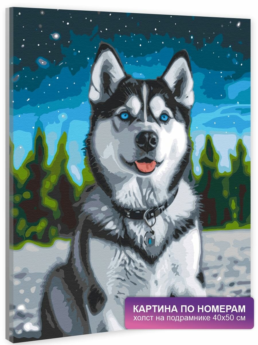 Картина по номерам на холсте с подрамником 40х50 см. Природа, животные, рыбы, птицы. Собаки, щенки. "Хаски", арт. 4962/