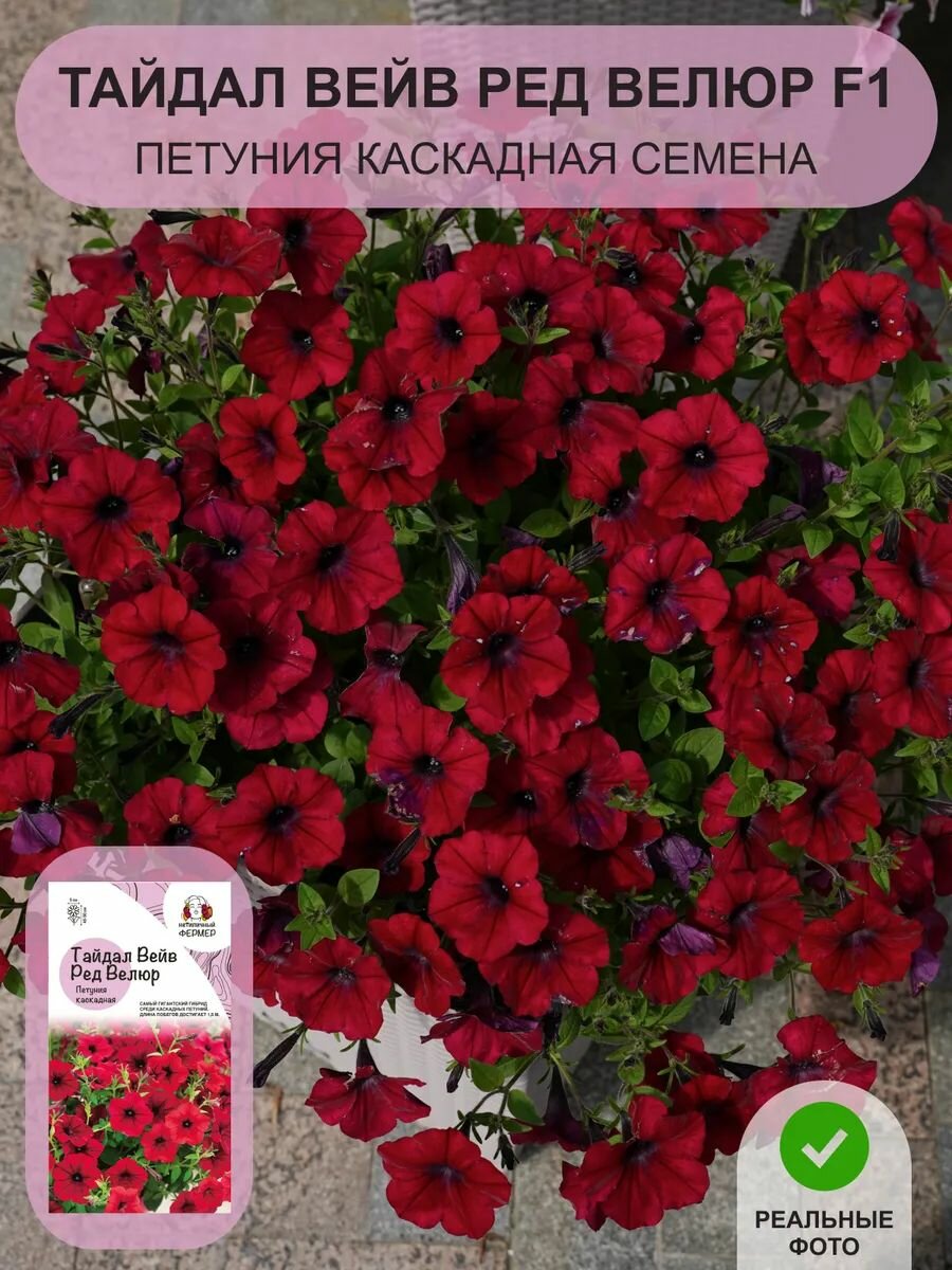 Семена петунии Нетипичный фермер "Тайдал Вейв", для вертикального озеленения