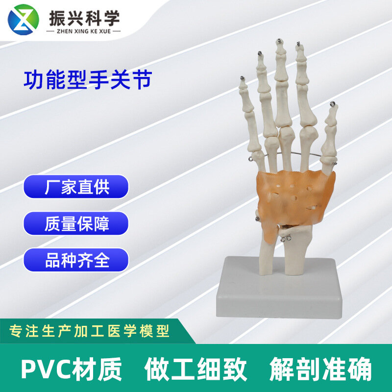 Функциональная коллекция суставов, учебное оборудование с моделями человеческих суставов, демонстрационные учебные материалы, оптовая продажа суставов и костей.
