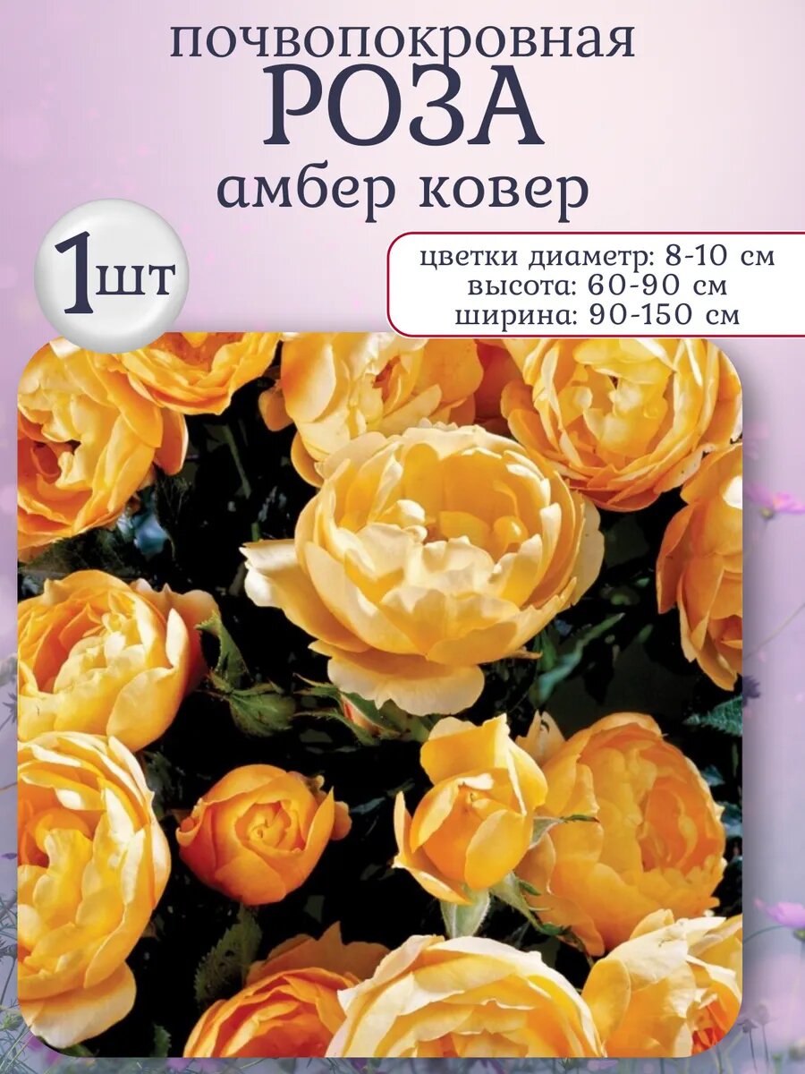 Роза почвопокровная, многолетние цветы 1 шт