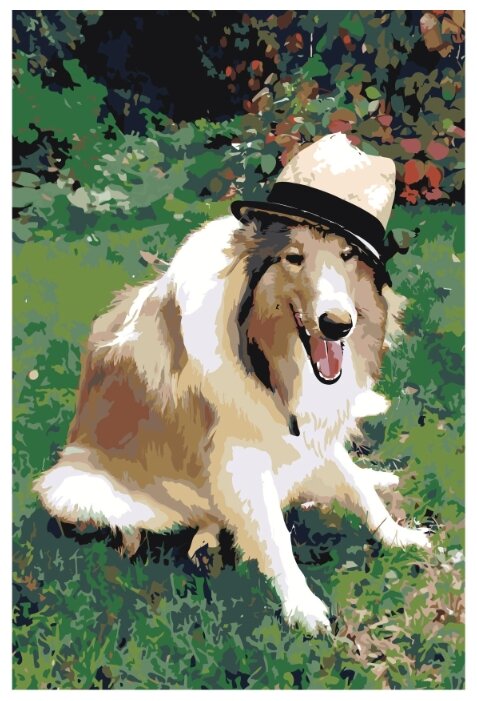 Колли в шляпе Раскраска картина по номерам на холсте
