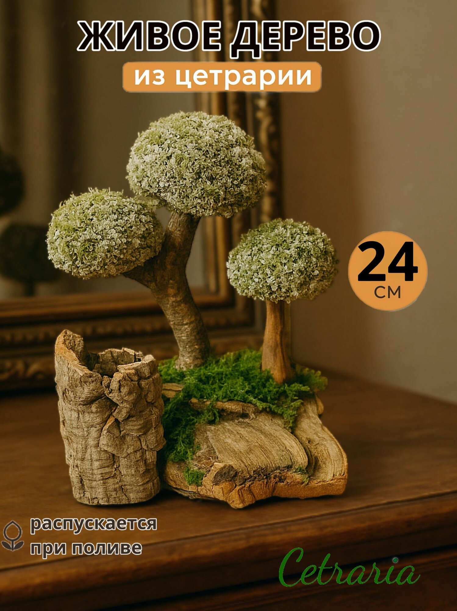 Интерьерное Дерево из мха Цетрарии с Органайзером для канцелярии / косметики