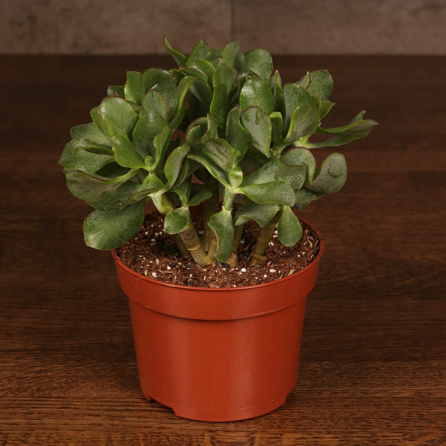 Крассула Аргентея 15/12